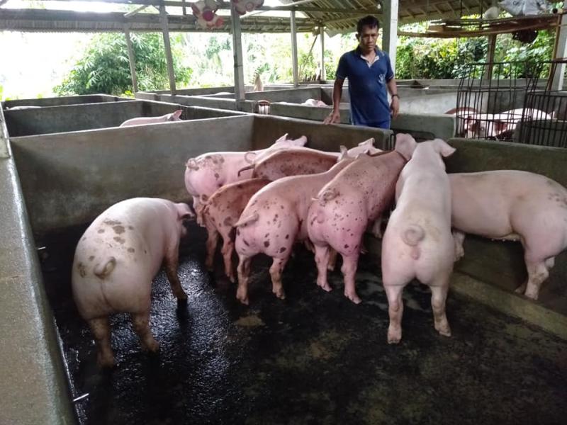 Harga Melangit, Stok Babi Jelang Galungan Berlimpah | Bali Tribune Harga Melangit, Stok Babi Jelang Galungan Berlimpah | Bali Tribune